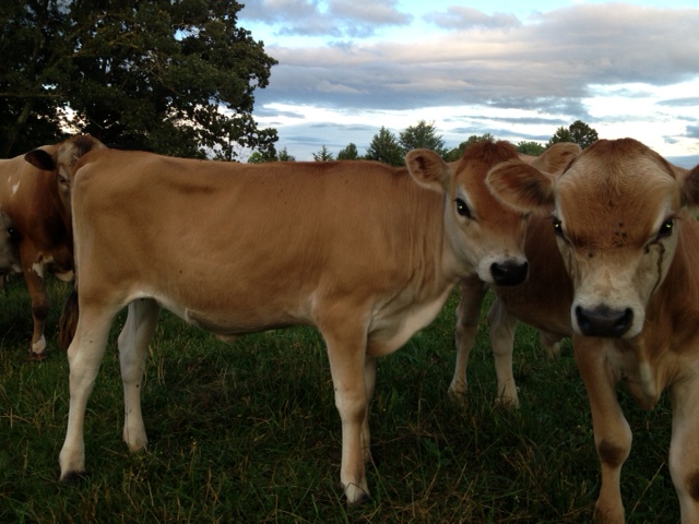 Hunting Creek Miniature Jersey Cows