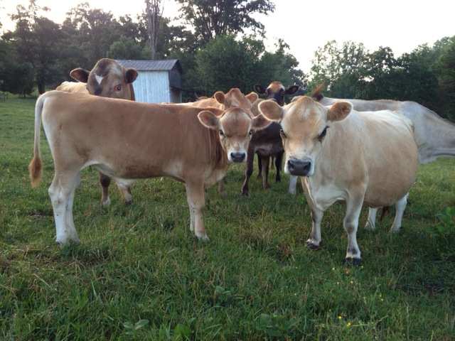 Hunting Creek Miniature Jersey Cows