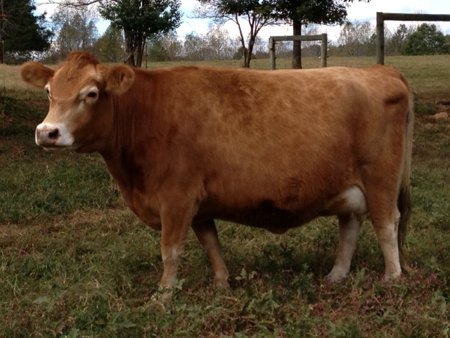 Hunting Creek Miniature Jersey Cows