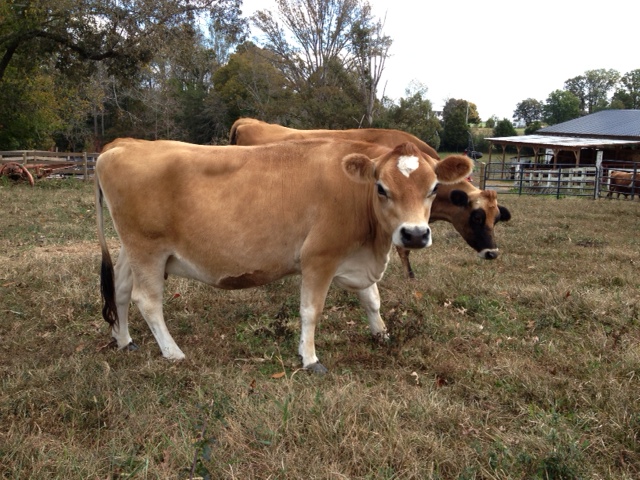 Hunting Creek Miniature Jersey Cows